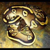 Lesson #4: Sin – Bible Study Lesson Outlines